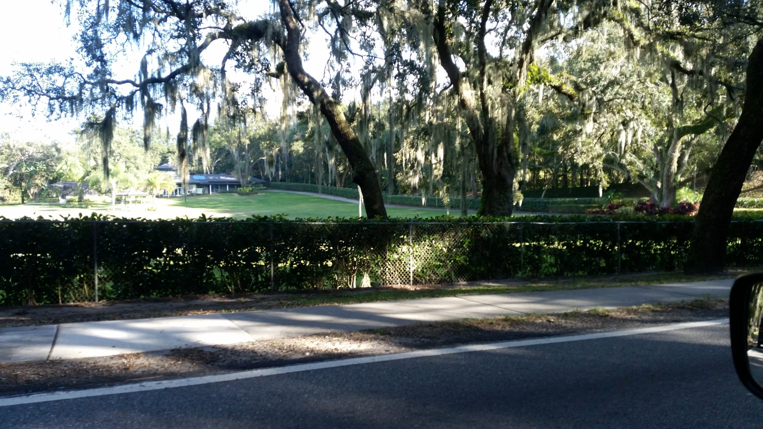 Tree Service Brandon Fl | Tree Removal | Tree Trimming Brandon
